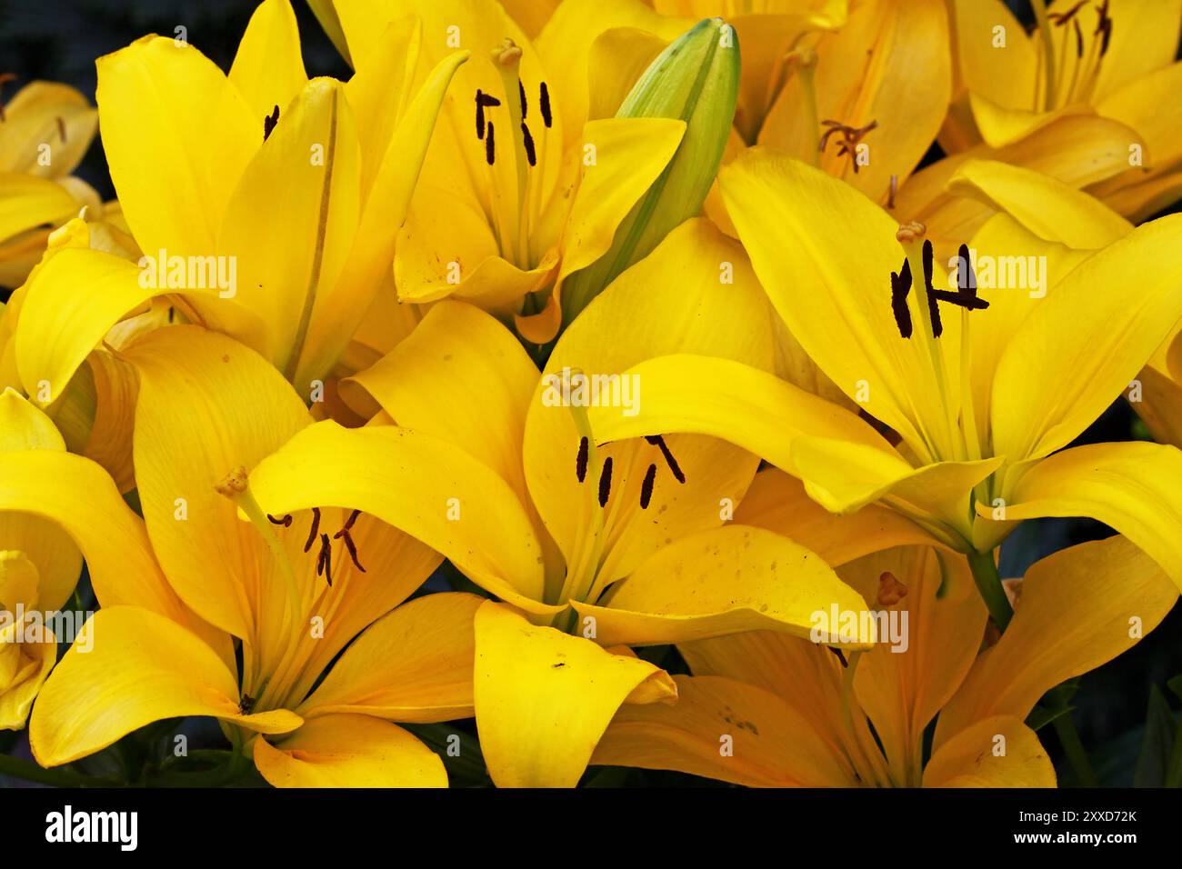 Open cut lilies hi-res stock photography and images - Alamy