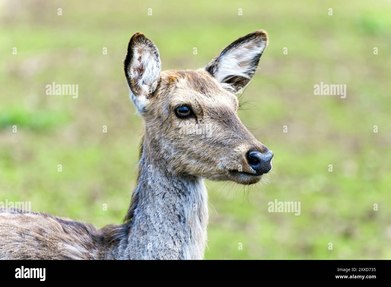 Portrait of a young doe in a clearing Stock Photo - Alamy