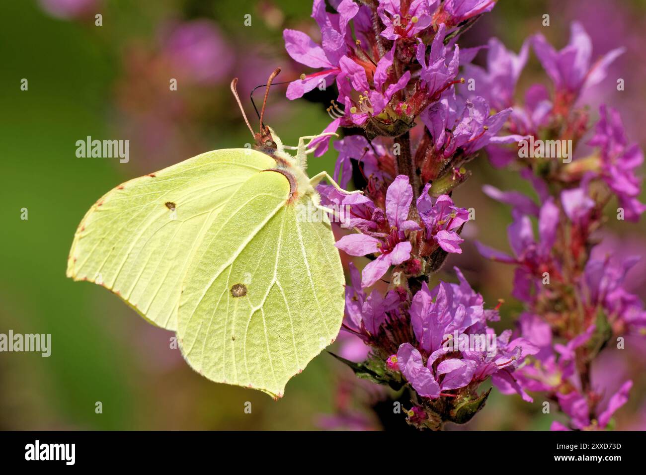 Lemon butterfly on the purple loosestrife Stock Photo - Alamy