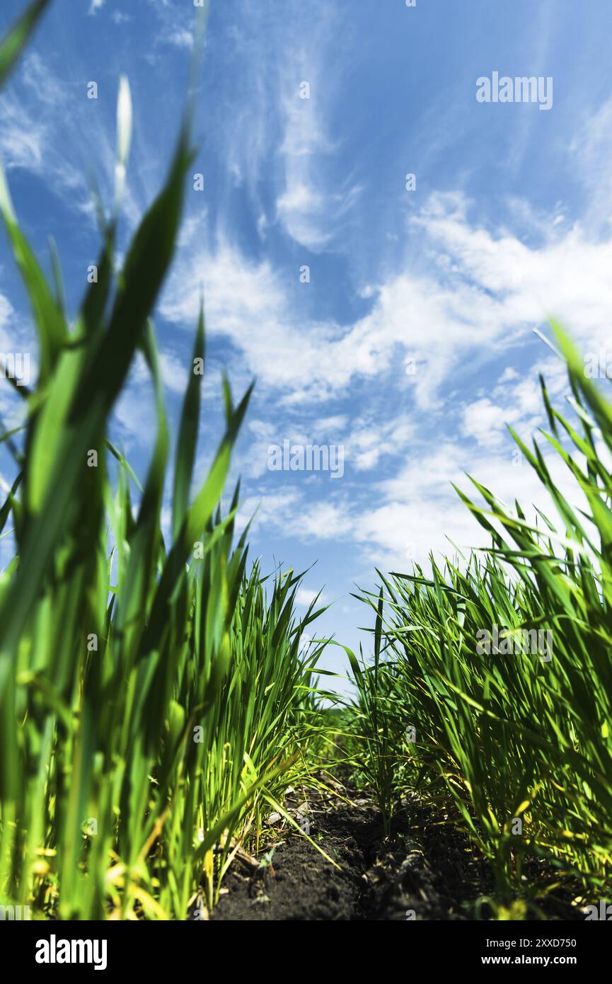 Macro close-up of wheat grass growing from the roots in the soil under ...