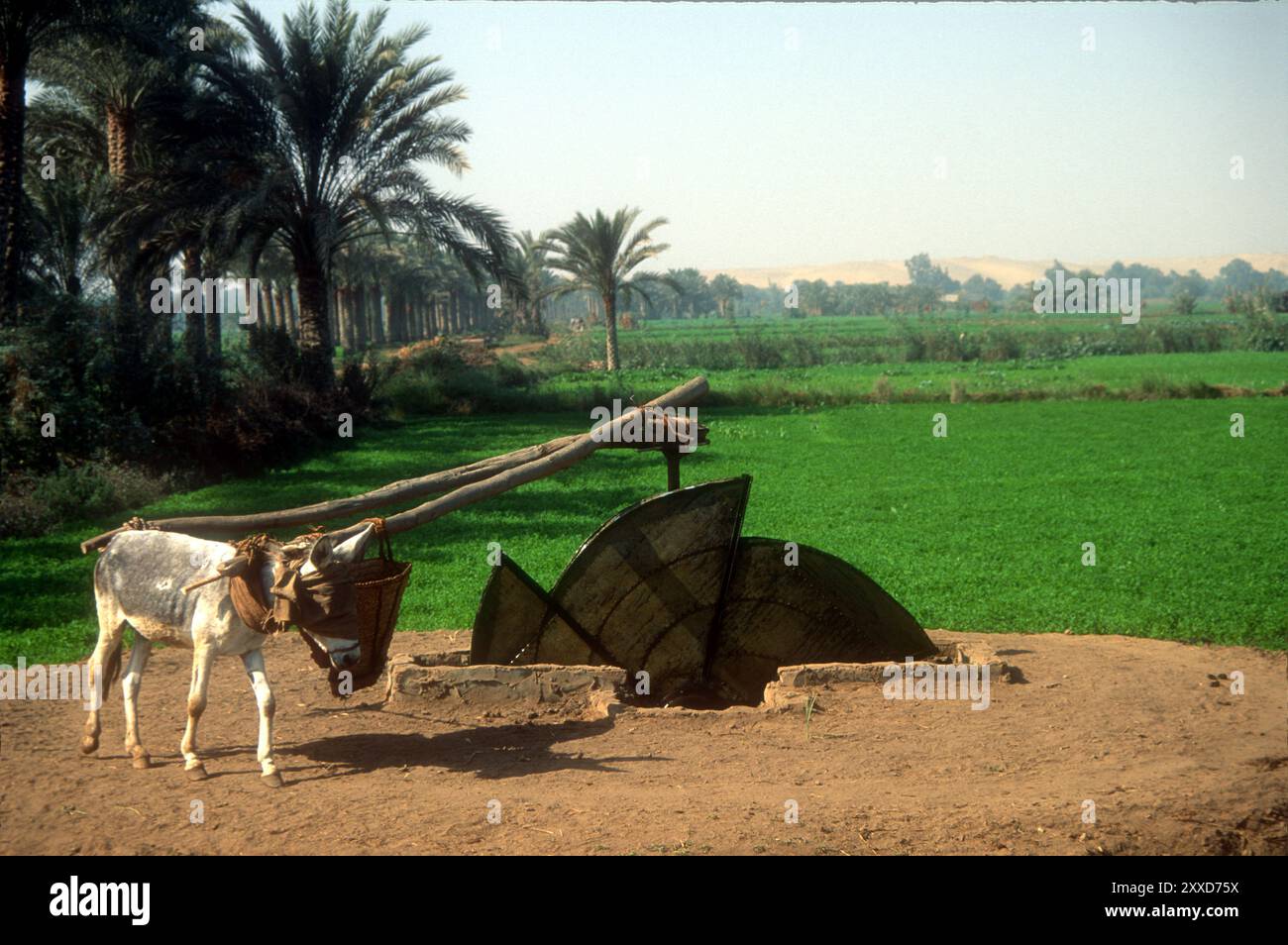 Animal labor with blindfold donkey pulling well water, Egypt Stock ...