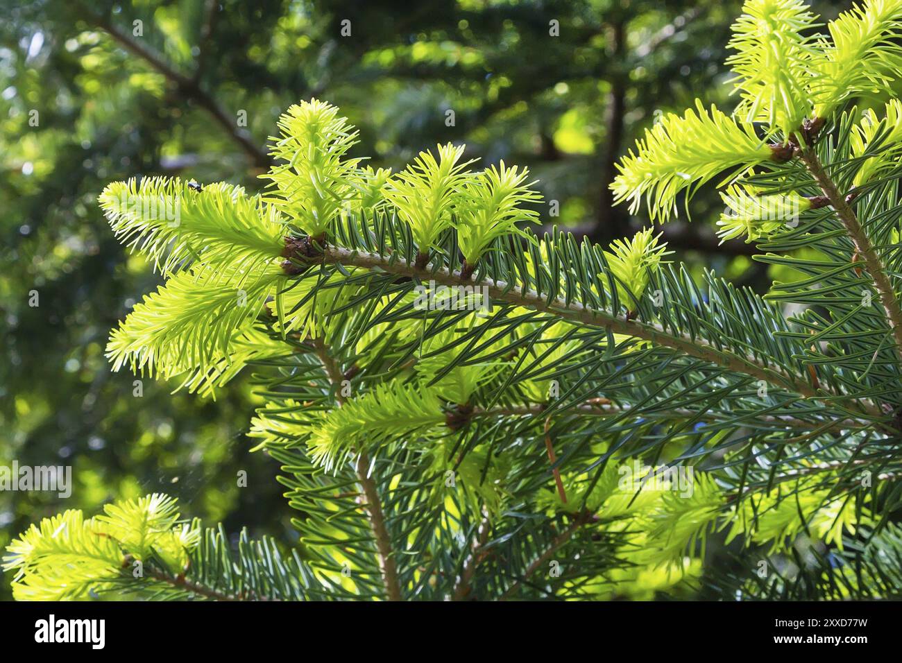 Spruce tree branches new hi-res stock photography and images - Alamy