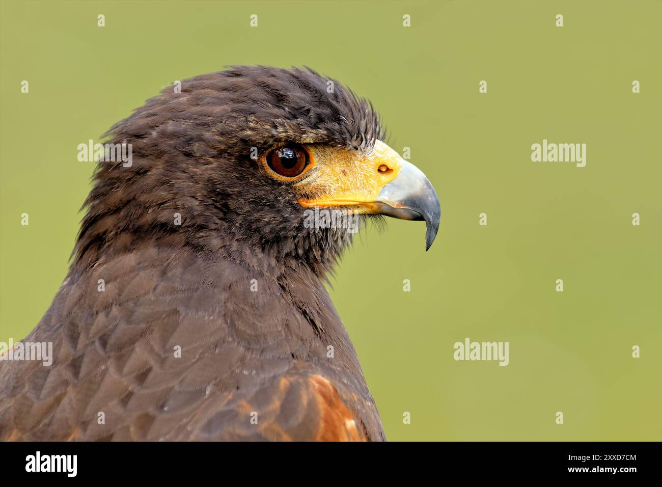 Desert buzzard parabuteo unicinctus hi-res stock photography and images ...