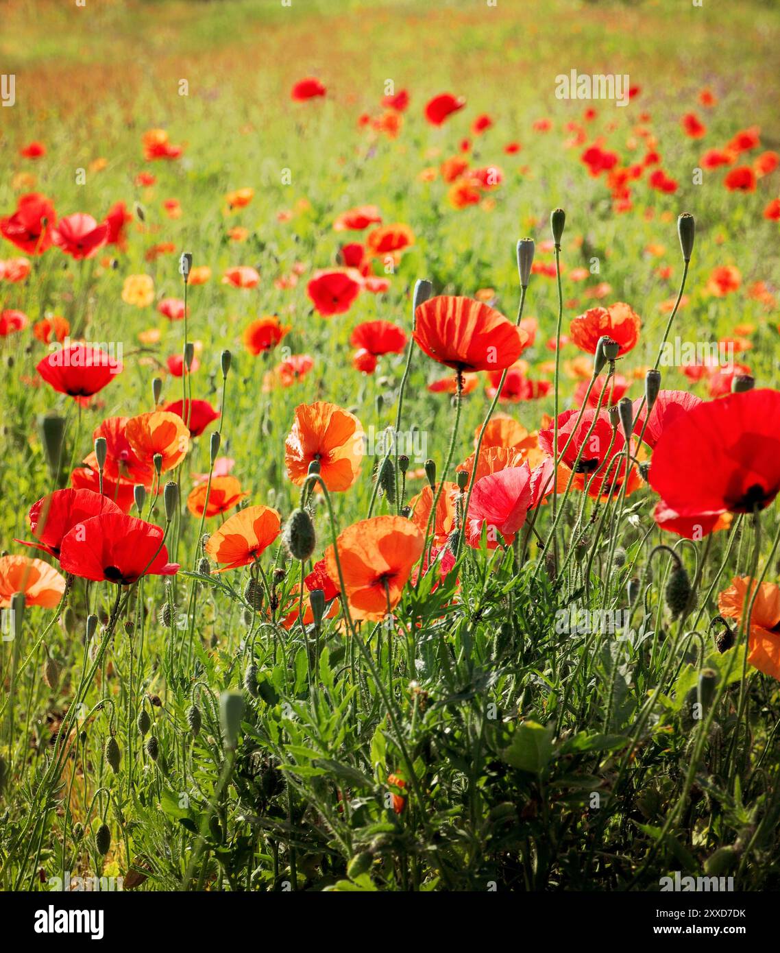 Field of poppies with beautiful morning sun using as natural background ...