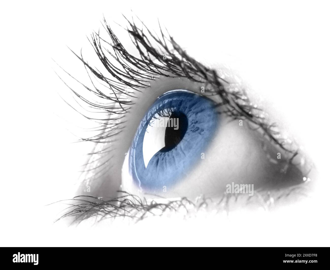 Blue female eye macro photography. Eyesight vision biometrics concept ...