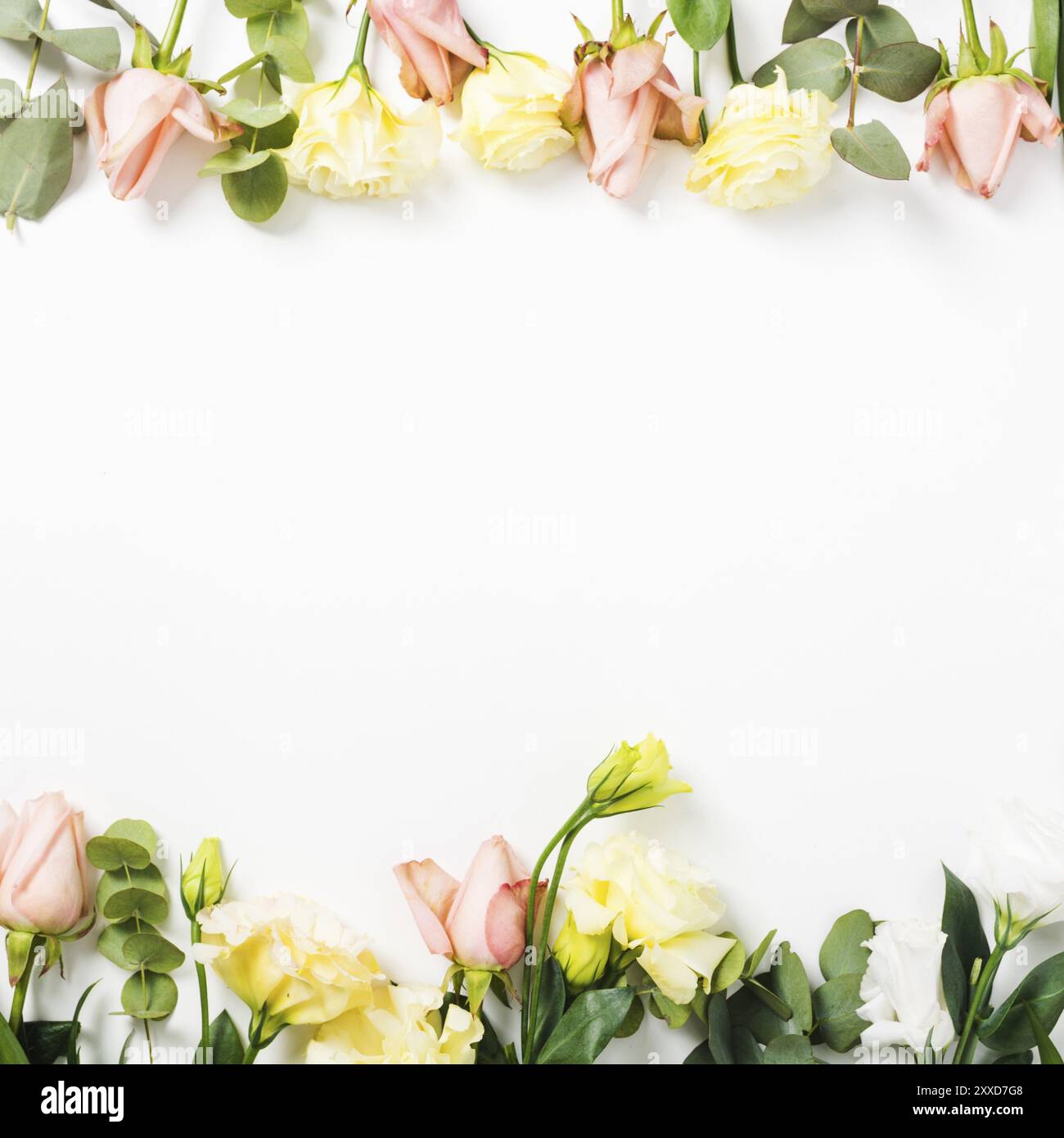 Top bottom border made with flowers white background Stock Photo - Alamy