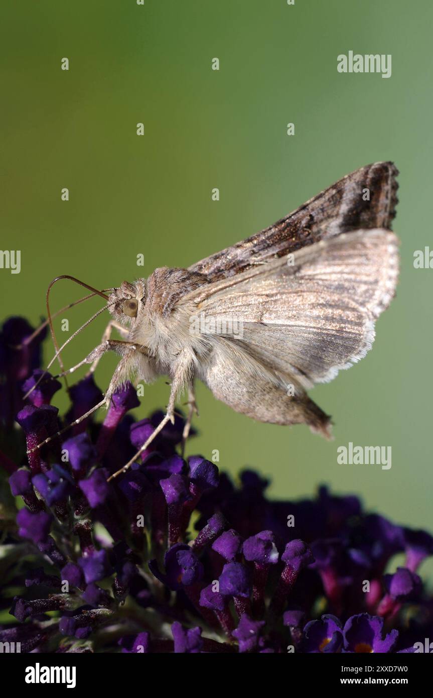 Pine hawk-moth (Sphinx pinastri), Pine Hawk-moth Stock Photo - Alamy