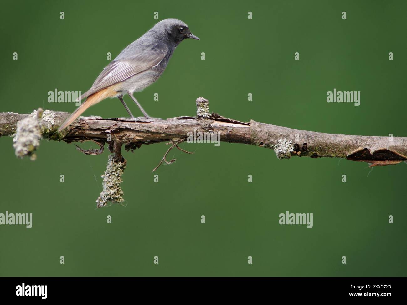 Male common redstart Stock Photo - Alamy