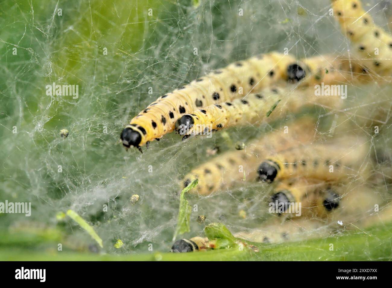 Ornate moth hi-res stock photography and images - Alamy