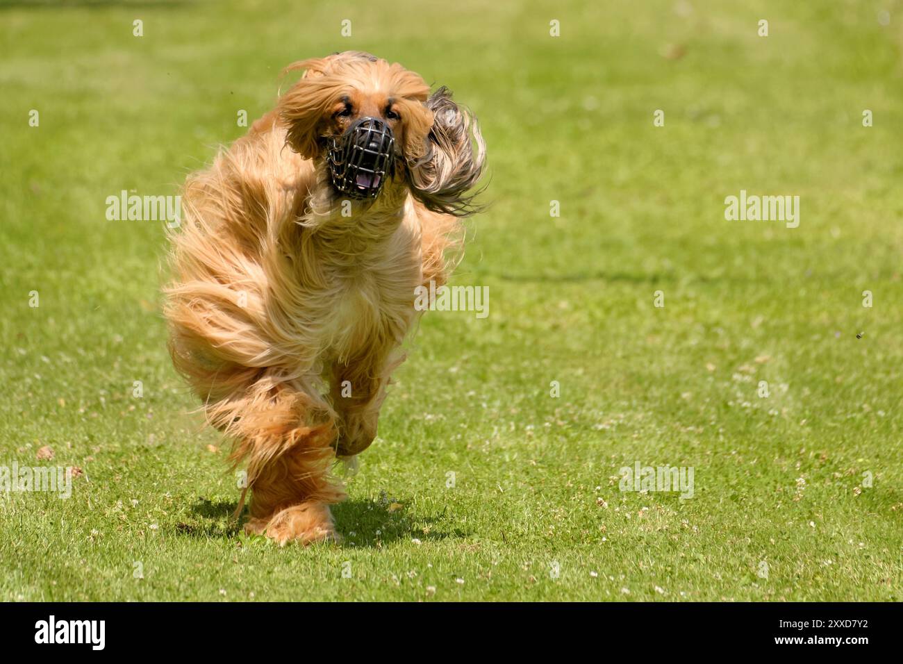 Afghan hound racing hi-res stock photography and images - Alamy