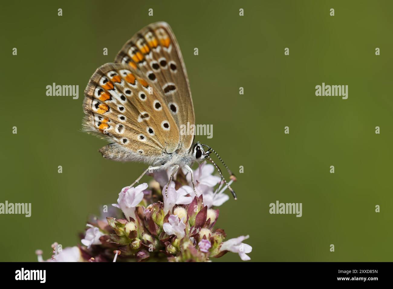Common blue butterfly Stock Photo - Alamy
