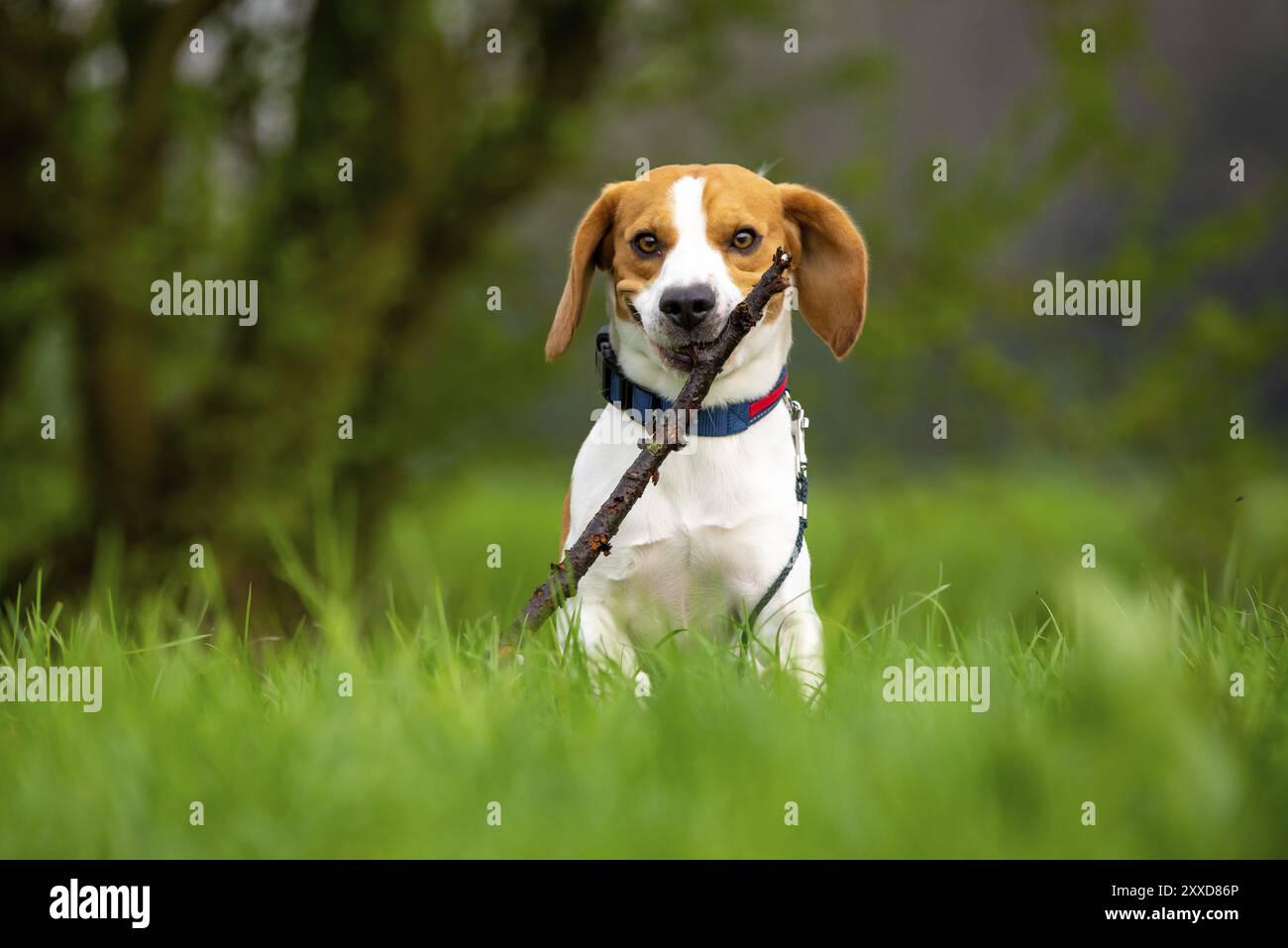 Dog Beagle running and jumping with stick through green grass field in a spring Dog themed ...