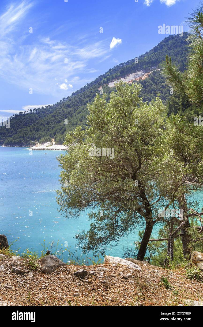 Summer vacation background with turquoise sea water bay and pine trees ...