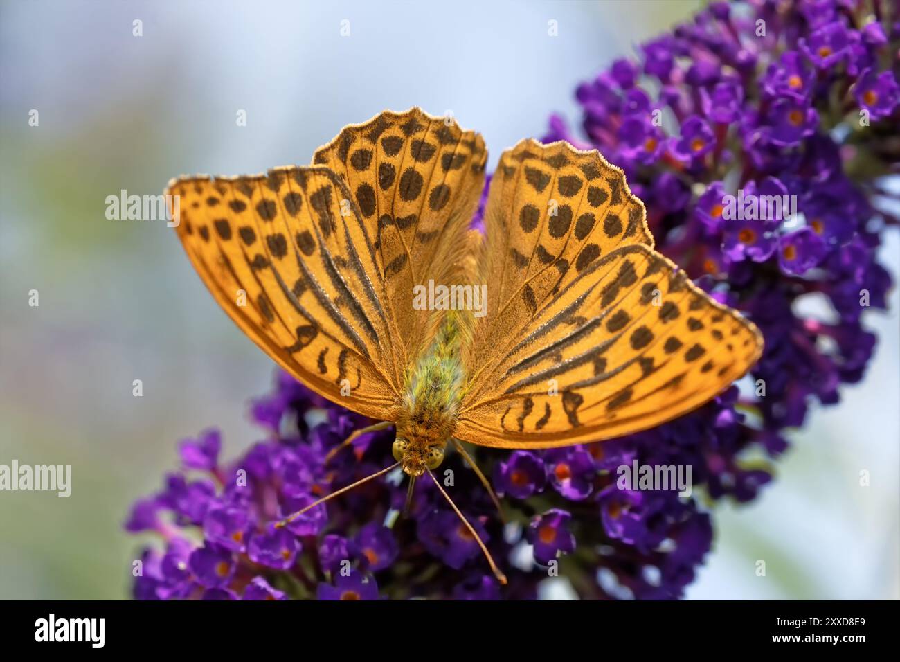 Empty cloak hi-res stock photography and images - Alamy