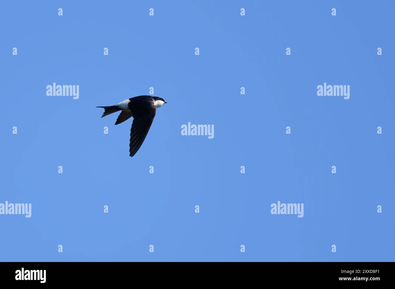 Migrating house martin hi-res stock photography and images - Alamy