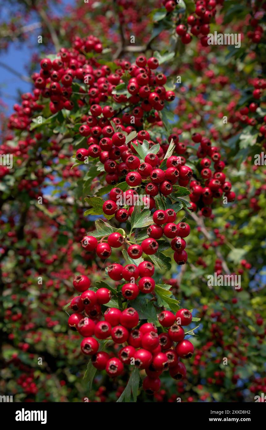 Hawthorn may tree whitethorn hi-res stock photography and images - Alamy
