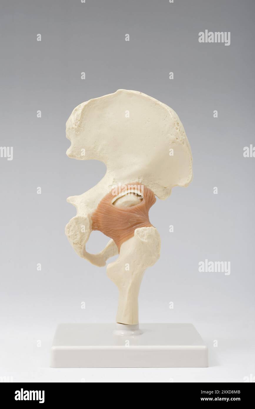 Socket of the hip joint hi-res stock photography and images - Alamy