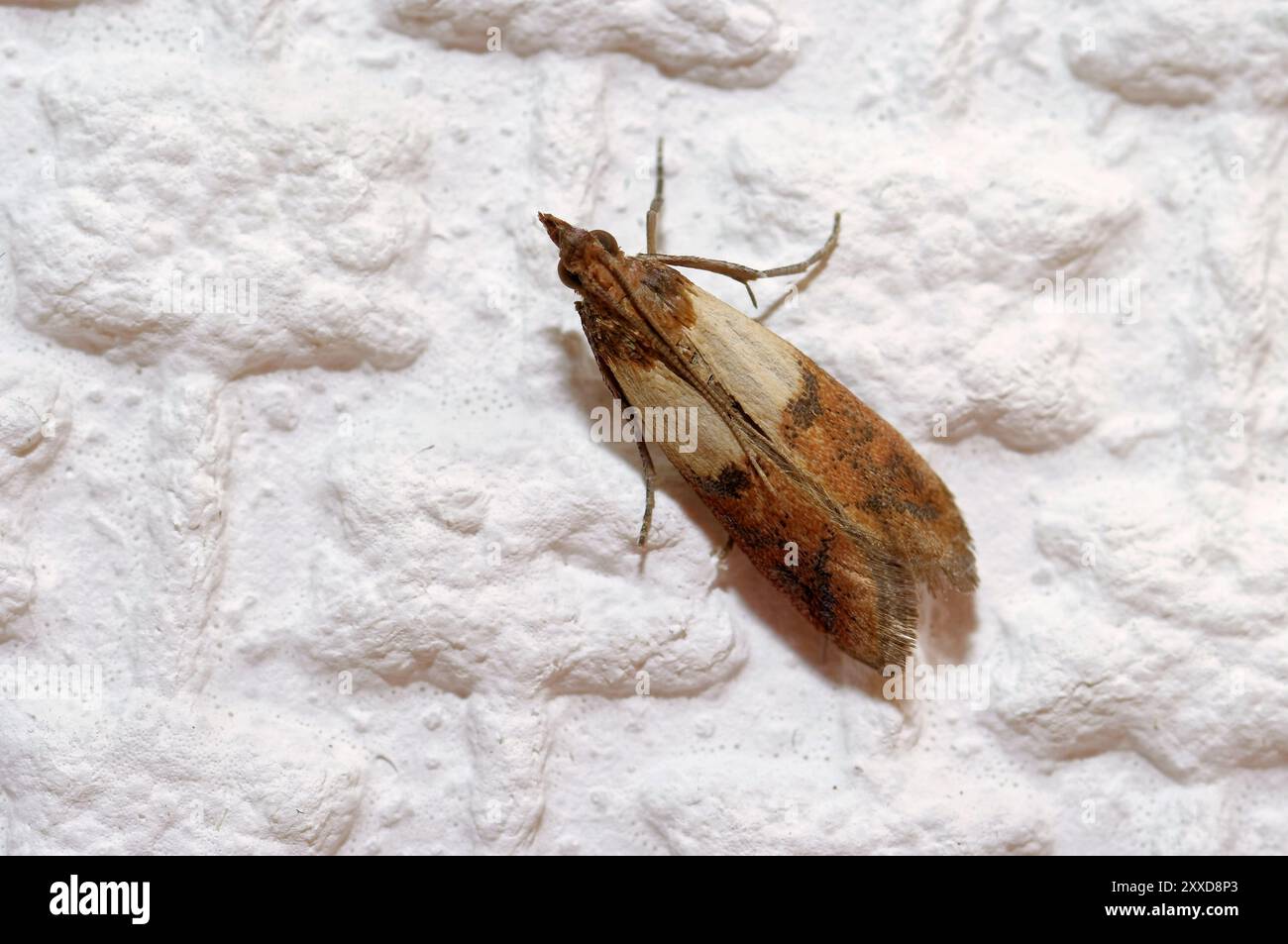 Cacao moth hi-res stock photography and images - Alamy
