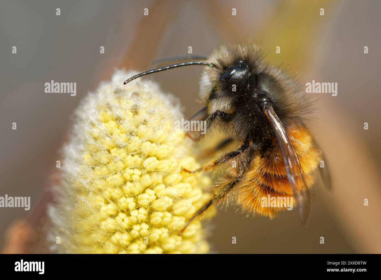 Alone bee hi-res stock photography and images - Alamy