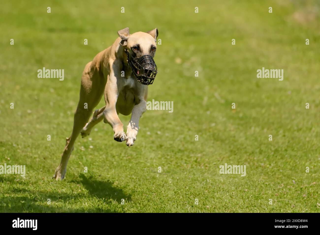 Fast whippet hi-res stock photography and images - Alamy