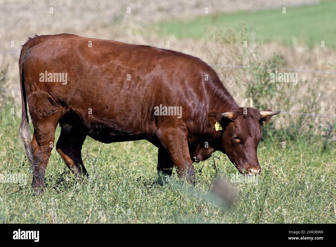 Red coloured cattle hi-res stock photography and images - Alamy