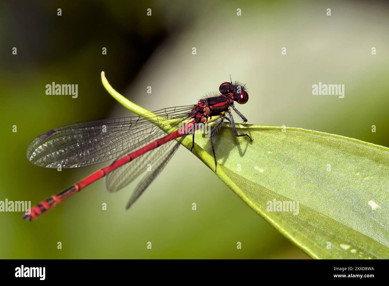 Early (Adonis) dragonfly Stock Photo - Alamy