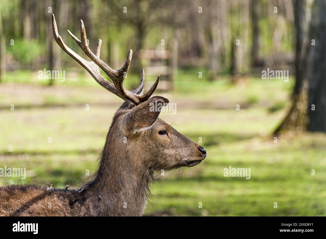 Portrait of a stag in a clearing Stock Photo - Alamy