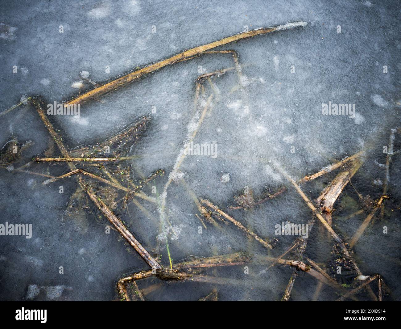 Ice age plants hi-res stock photography and images - Alamy
