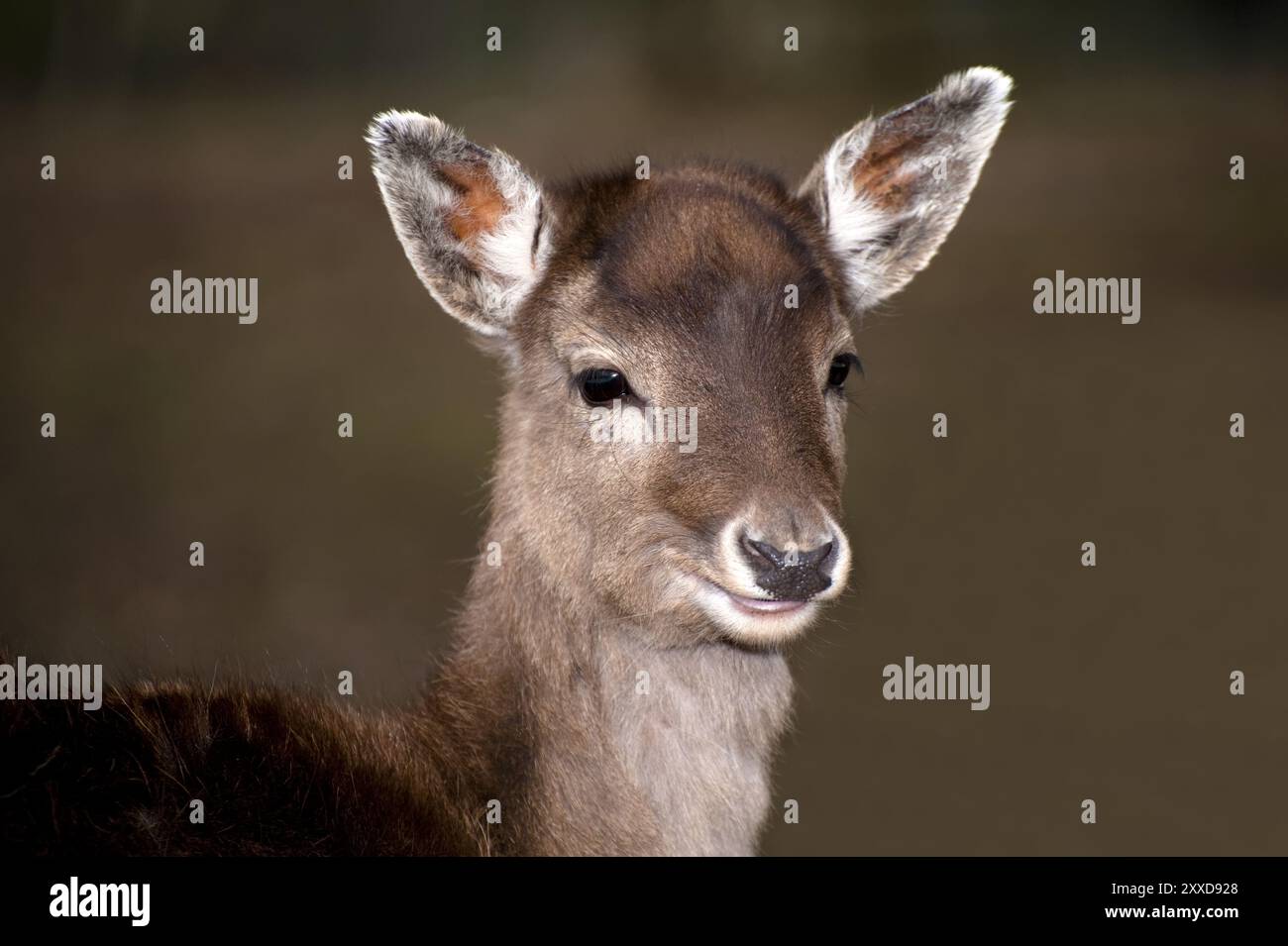 Portrait of a young doe Stock Photo - Alamy