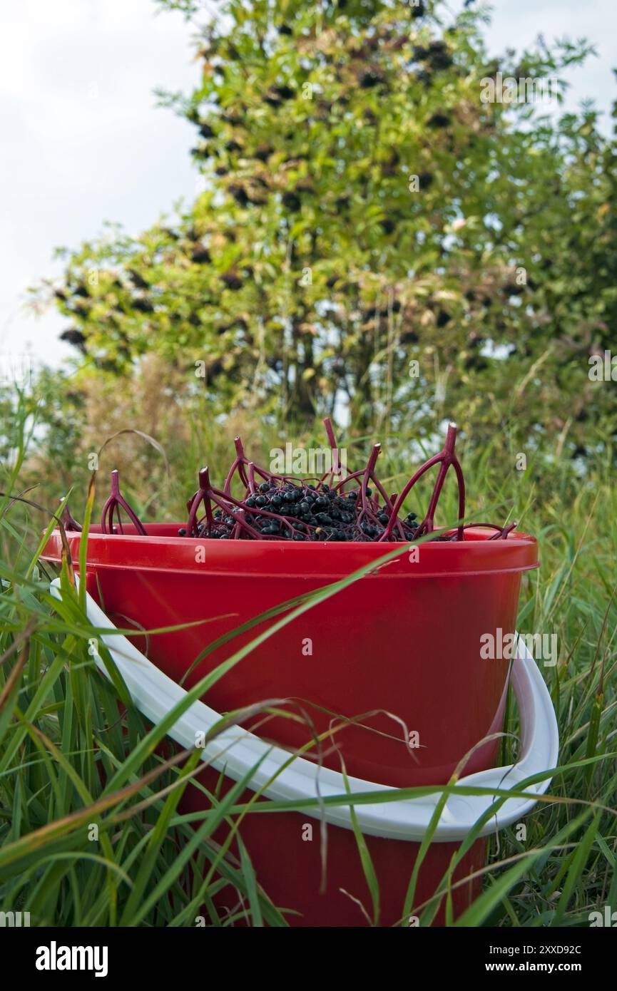 Red bucket of elderberries in front of an elder bush Stock Photo - Alamy