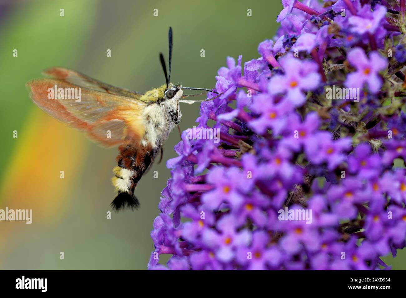 Bumblebee hawk moth hi-res stock photography and images - Alamy