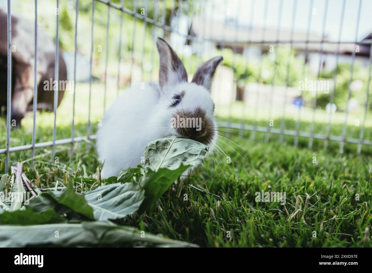 Cute little bunny eats salad in an outdoor compound. Green grass ...