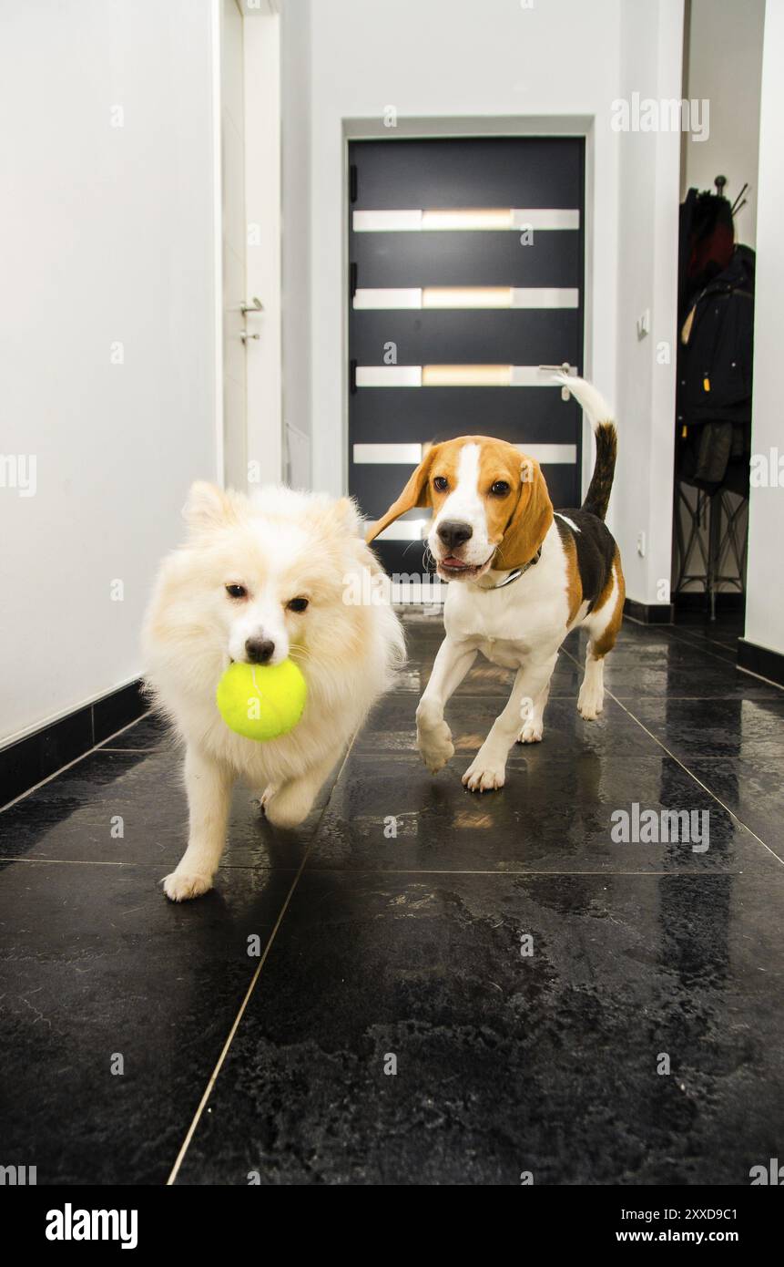 Two dogs running indoors playing together Dog themed background Stock ...