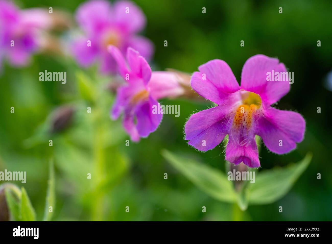 Purple Lewis Monkey Flower Blossoms in Spray Park in Mount Rainier ...