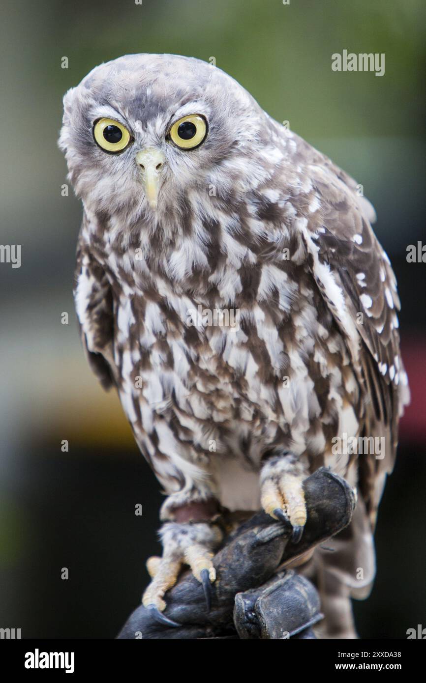 A Barking Owl looks at it's surroundings in Victoria, Australia ...