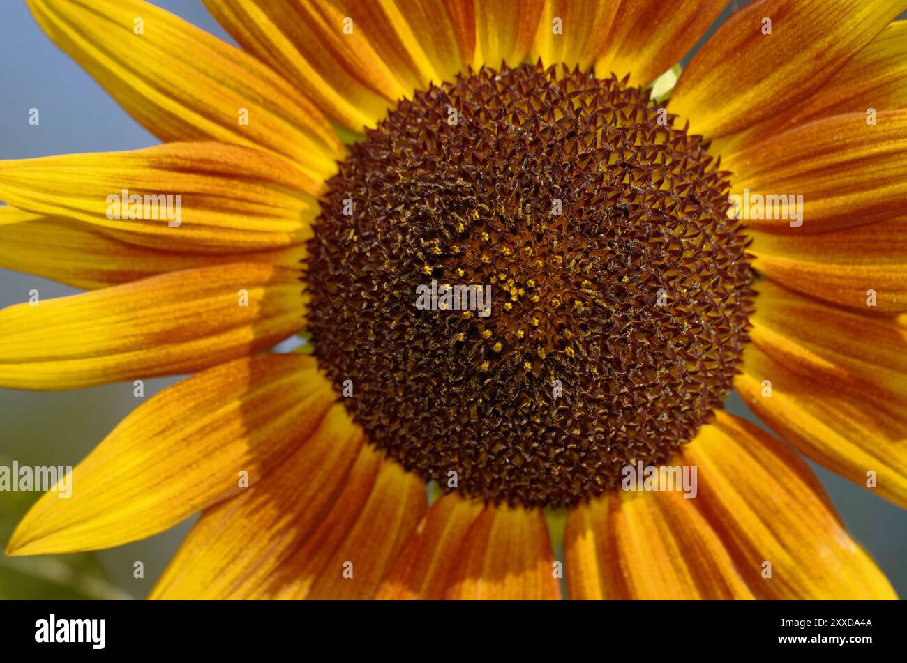 Inflorescence of the sunflower Stock Photo - Alamy
