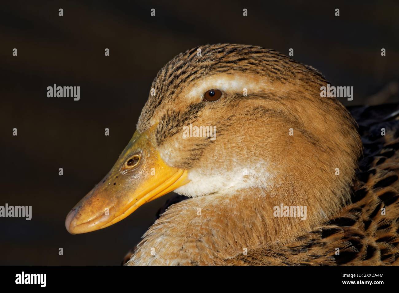Hybrid duck hi-res stock photography and images - Alamy