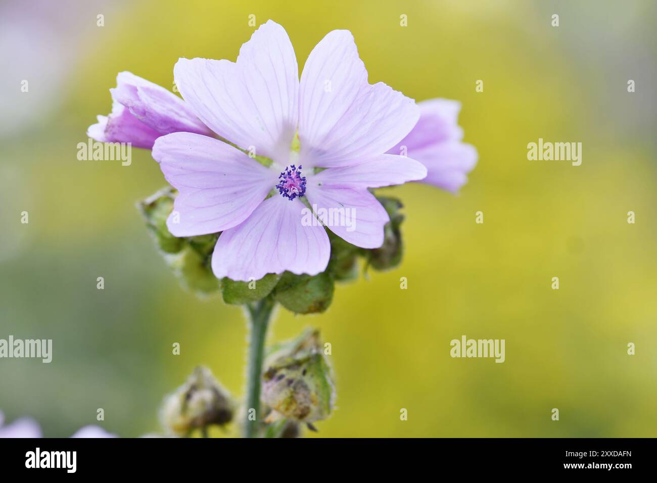 Common mallow (Malva sylvestris), Germany, Europe Stock Photo - Alamy