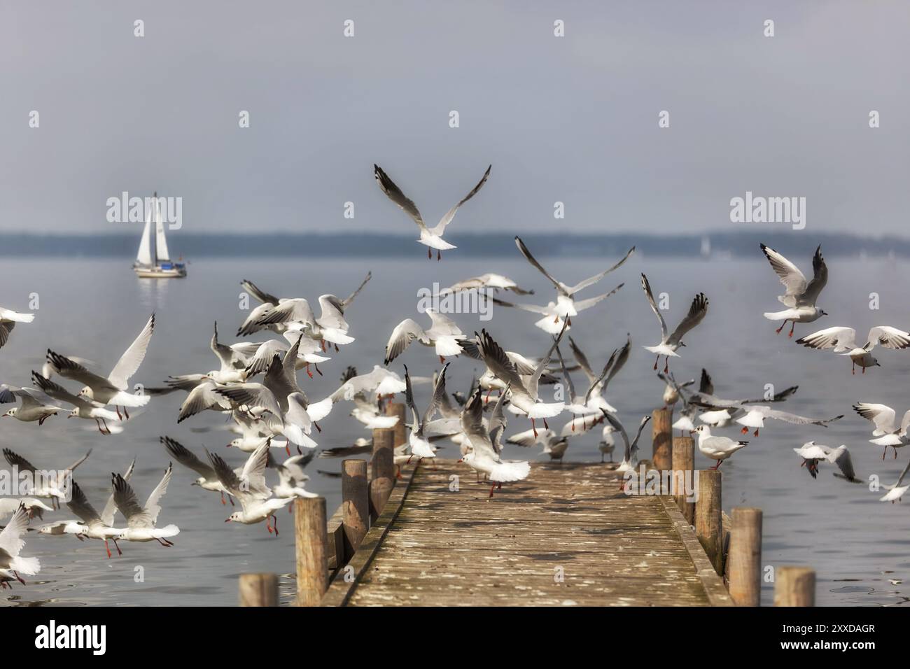 Flustered hi-res stock photography and images - Alamy