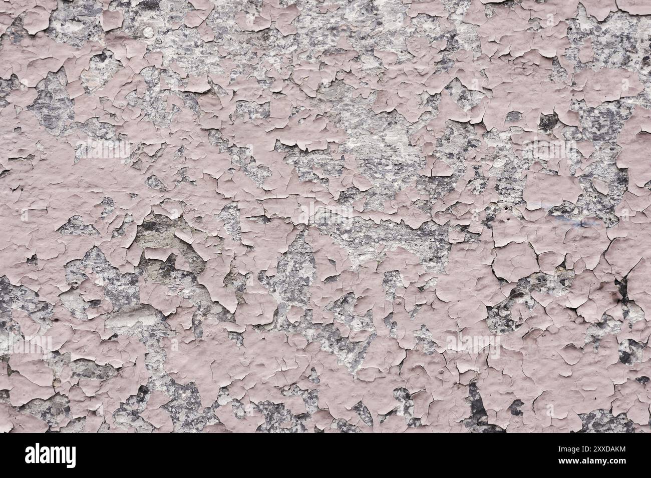Pink paint coating with cracks on a dirty gray stone. Peeling pink ...