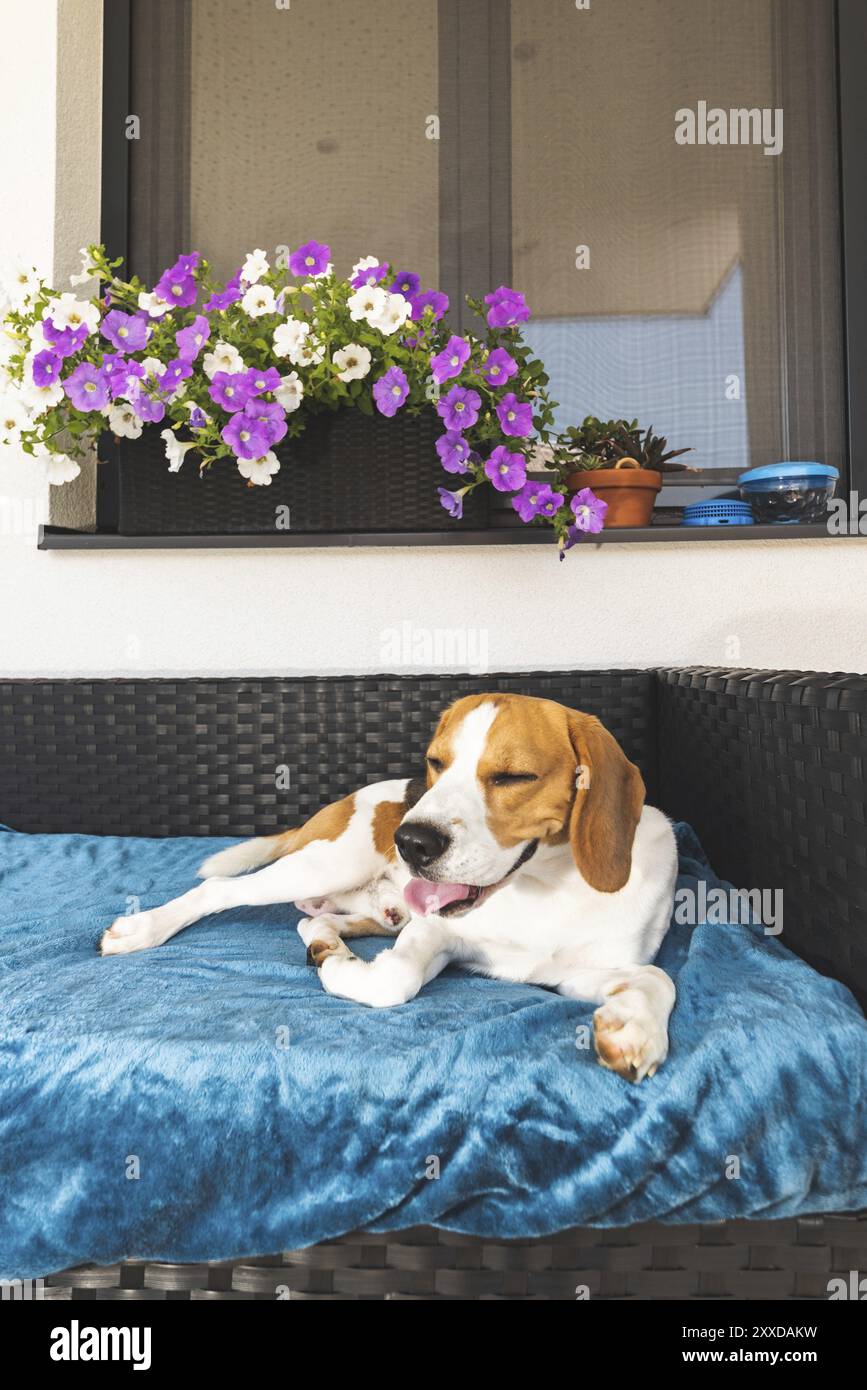 Beagle dog resting outdoors in shade on a garden sofa. Hot weather for ...