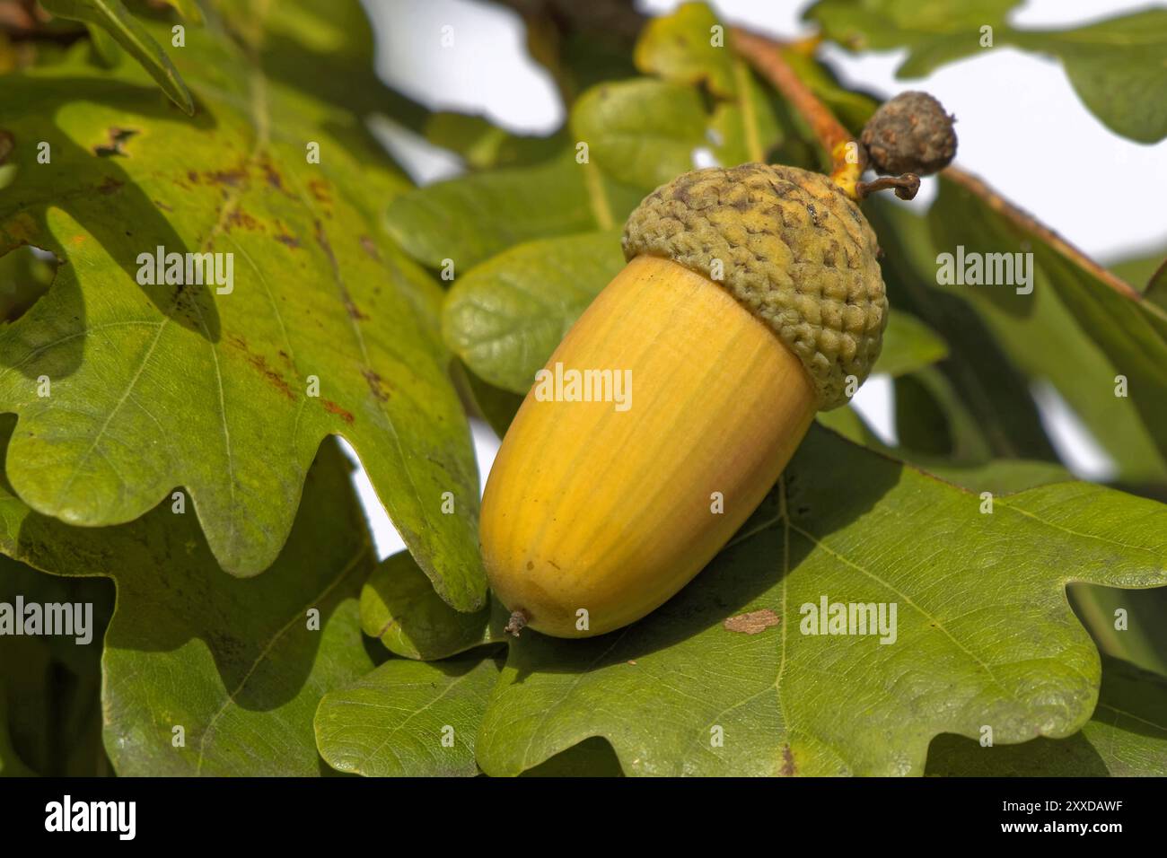 Oak tree no leaves hi-res stock photography and images - Alamy