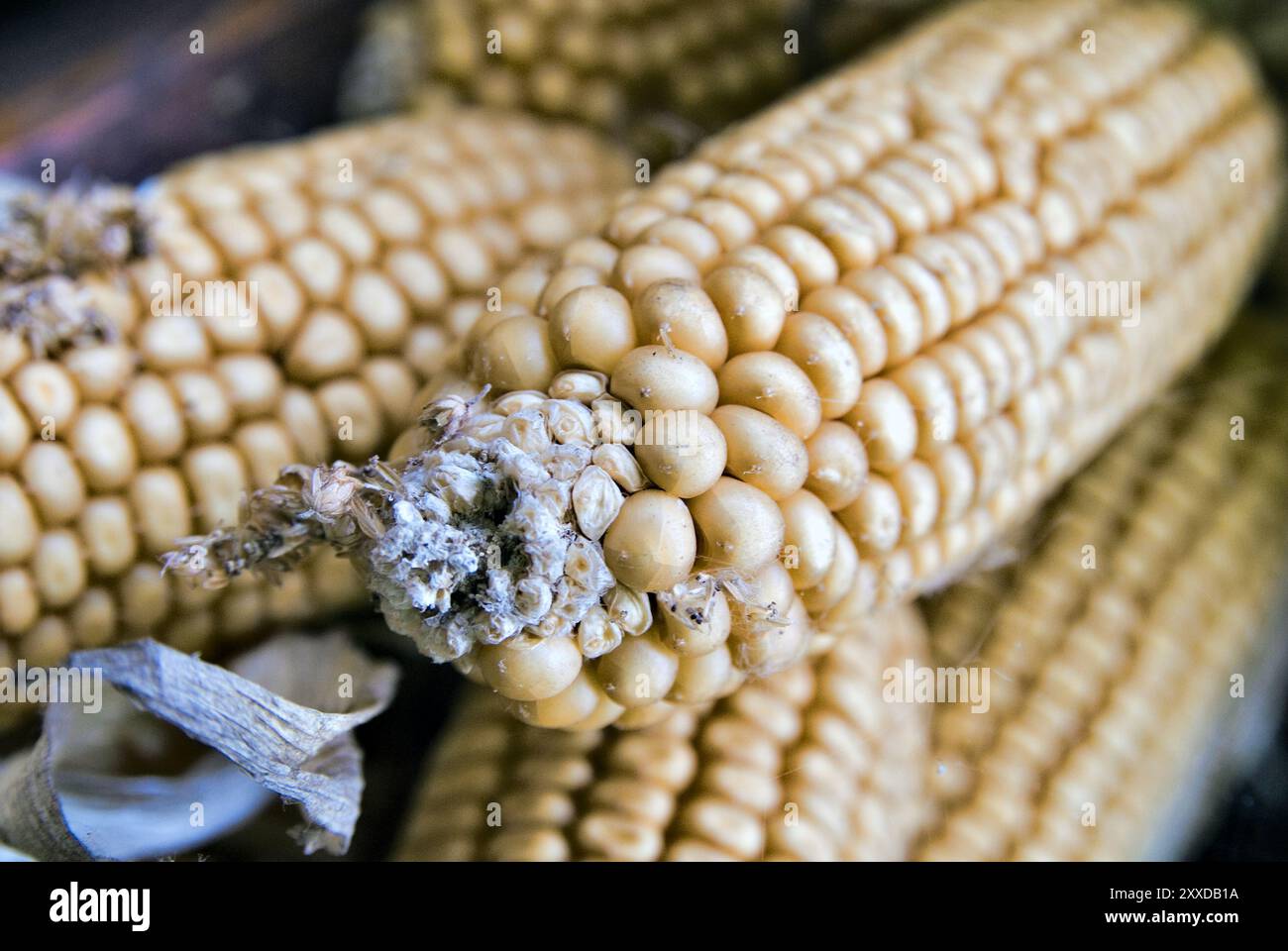 Lying corn on the corn cob Stock Photo - Alamy