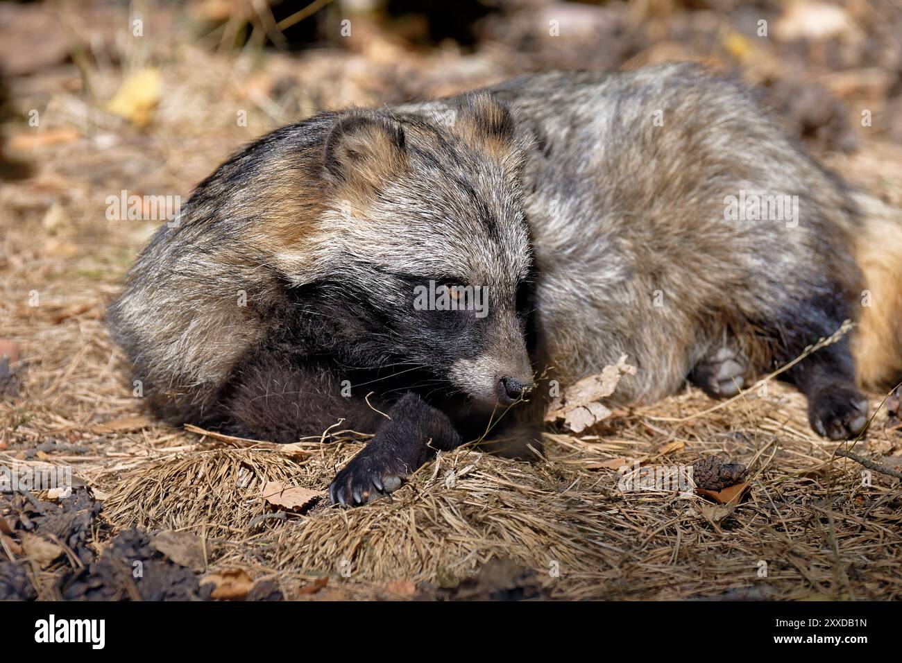 Tanuki wildlife hi-res stock photography and images - Alamy