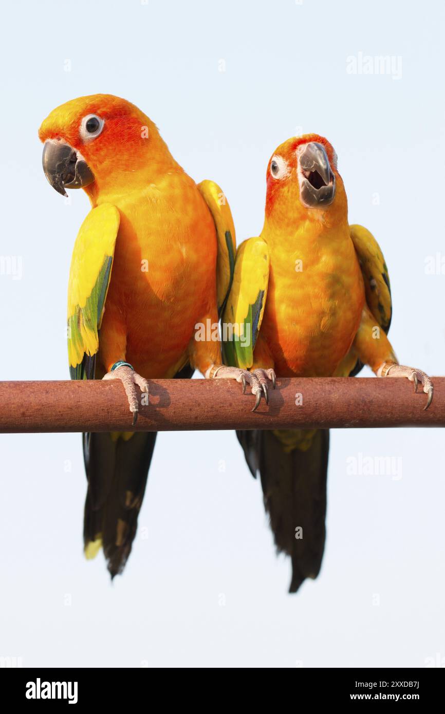 Close up beautiful colorful parrot sitting on log Stock Photo - Alamy