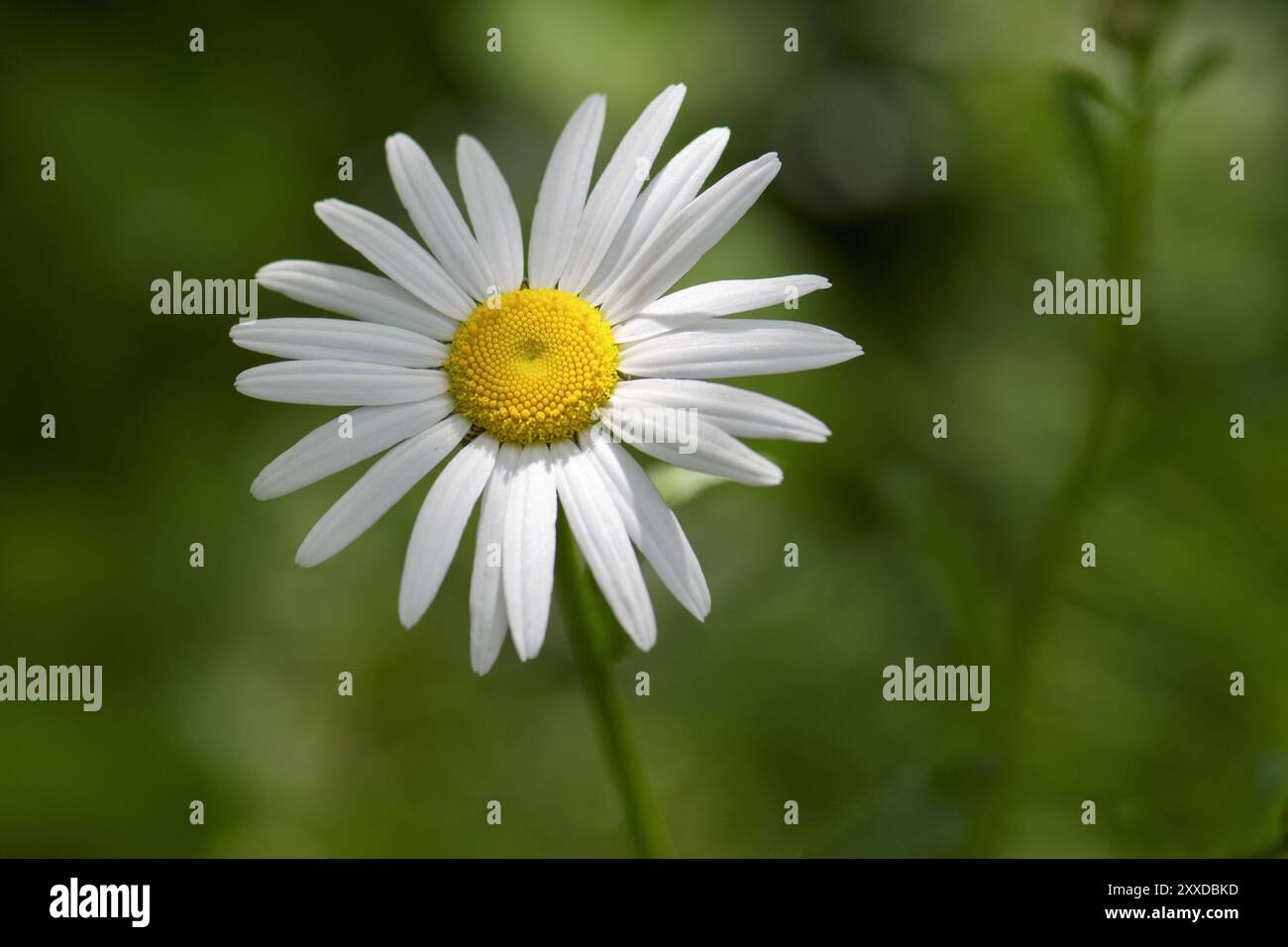 White summer daisy (Leucanthemum maximum), single flower, Germany ...
