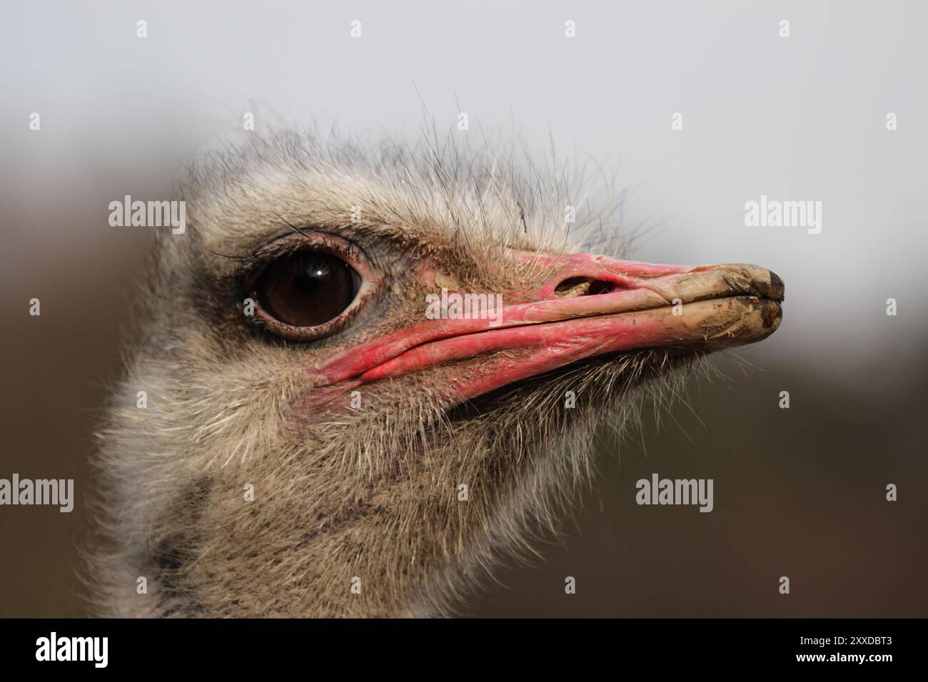 Detailed ostrich hi-res stock photography and images - Alamy