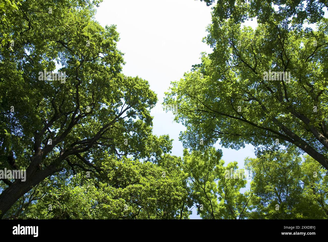 View into the treetops Stock Photo - Alamy
