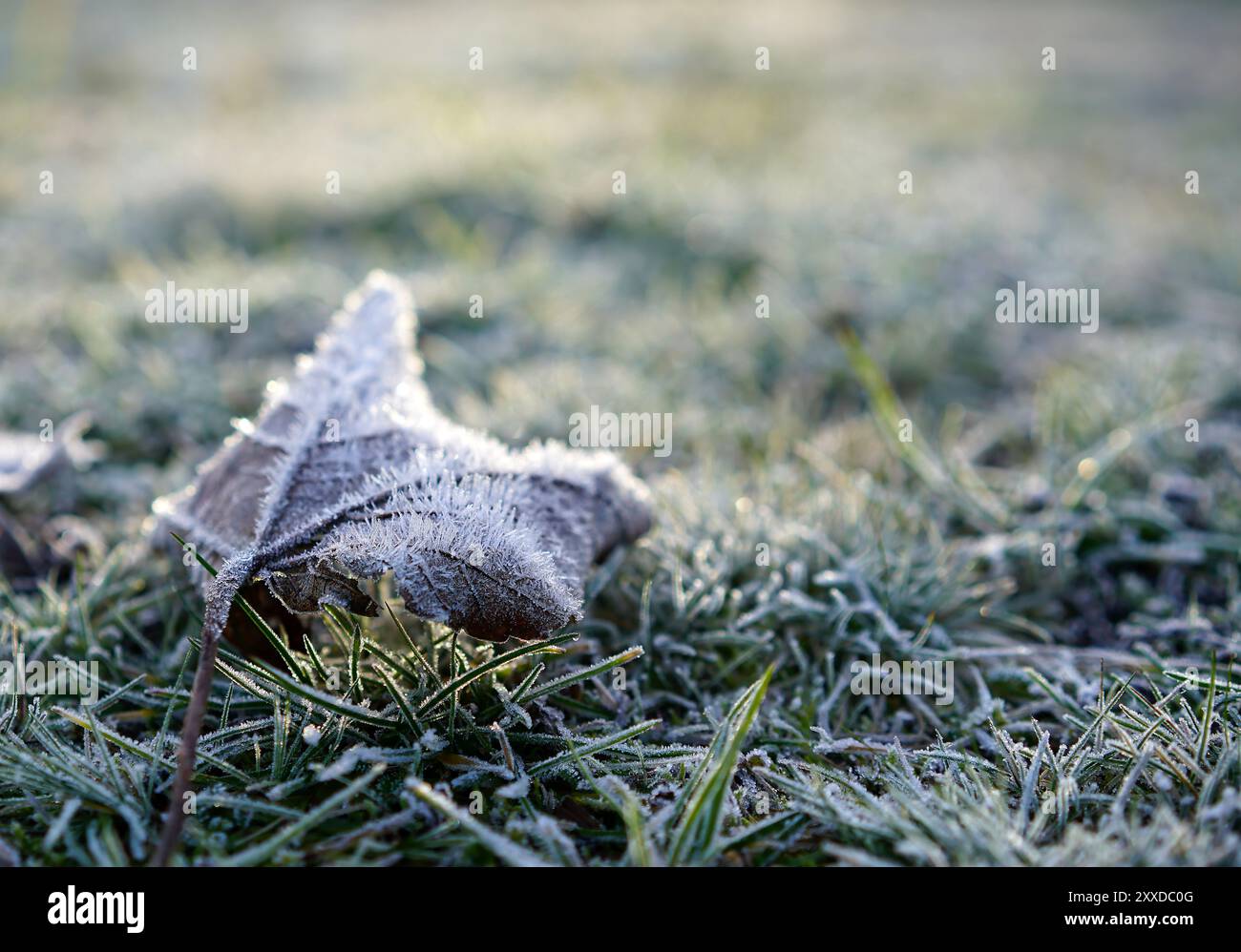 Grass with leaves hi-res stock photography and images - Alamy