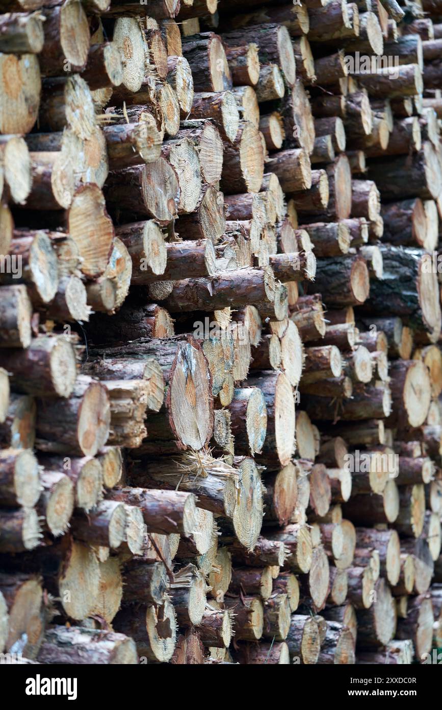 Stacked tree stumps Stock Photo - Alamy